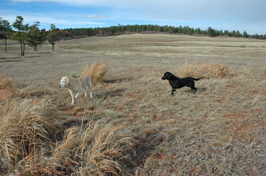 Bearpoint Kennels – American Pointing Labradors