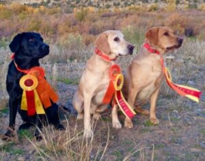 Bearpoint Kennels – American Pointing Labradors