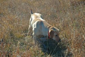 Bearpoint Kennels – American Pointing Labradors