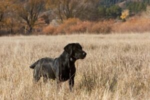 Bearpoint Kennels – American Pointing Labradors