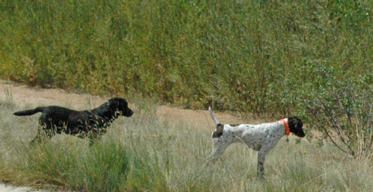 Bearpoint Kennels – American Pointing Labradors