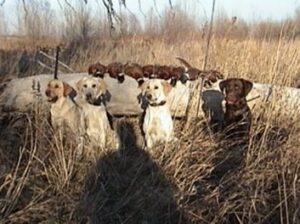 Bearpoint Kennels – American Pointing Labradors