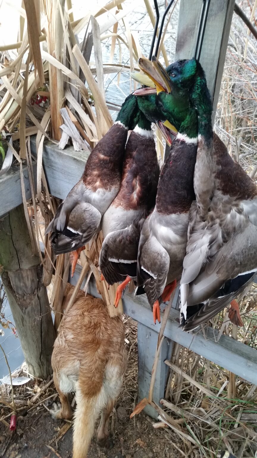 Bearpoint Kennels – American Pointing Labradors