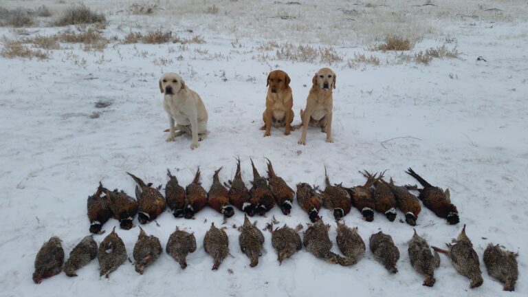 Bearpoint Kennels – American Pointing Labradors