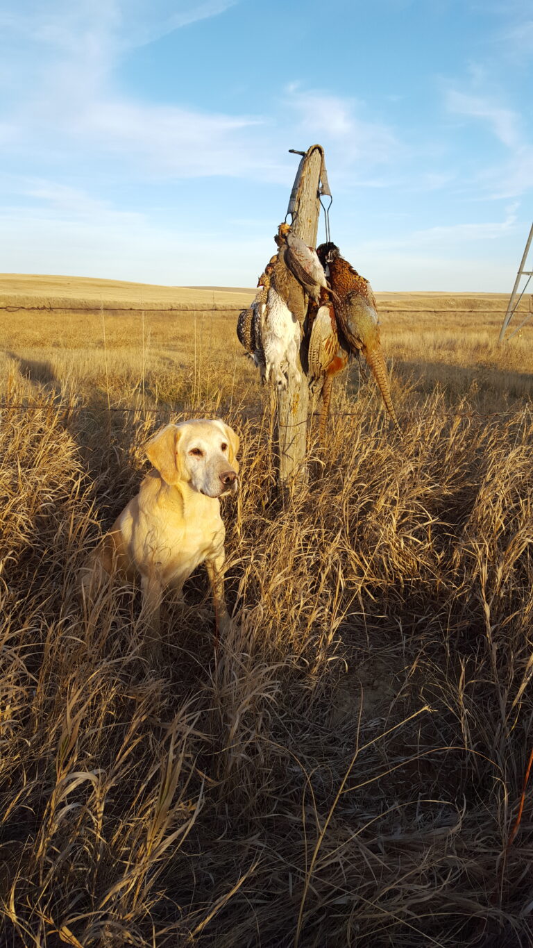 Bearpoint Kennels – American Pointing Labradors