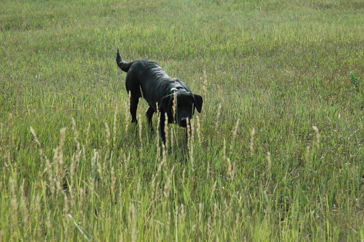 Savage/Emy – Bearpoint Kennels