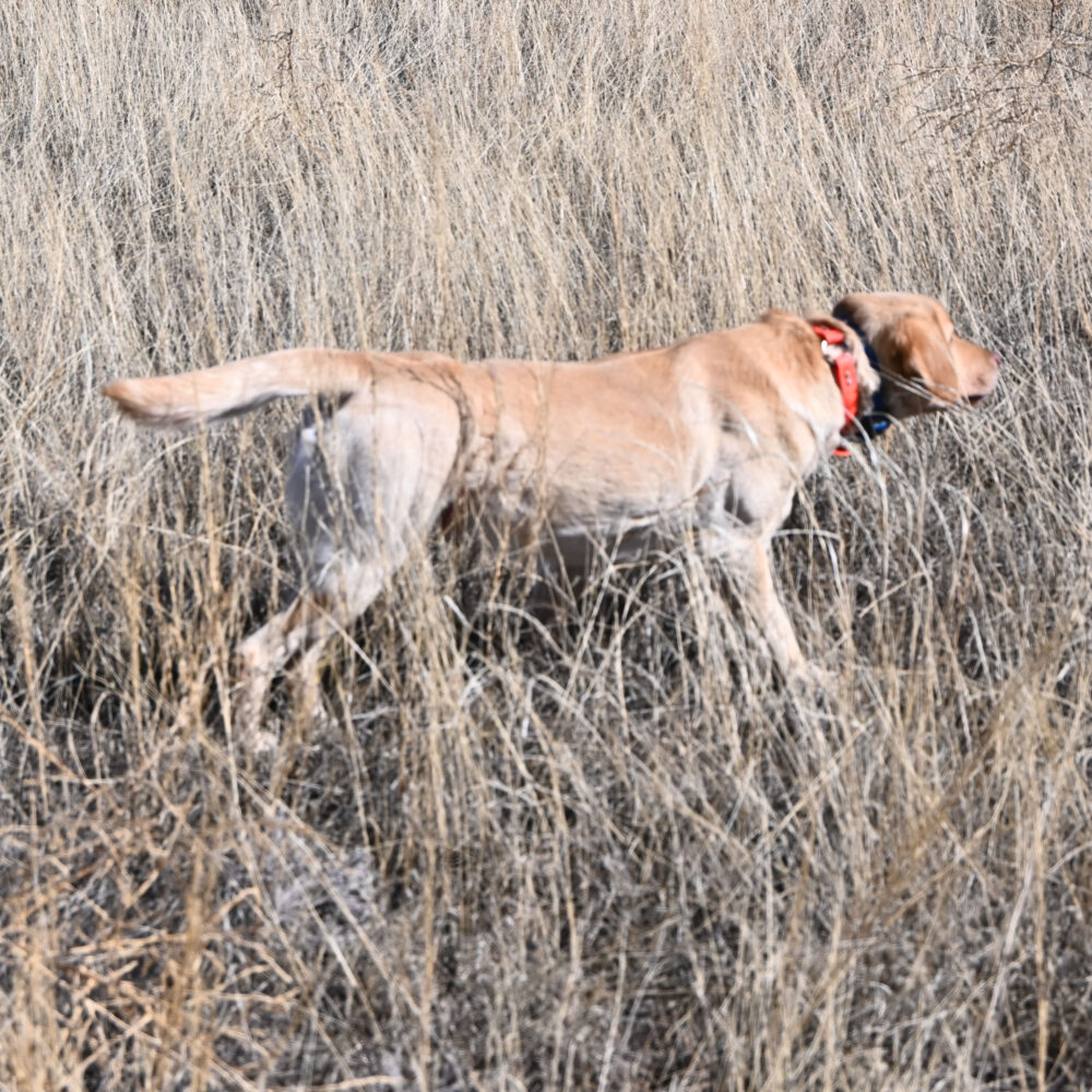 Vintage/Libby – Bearpoint Kennels